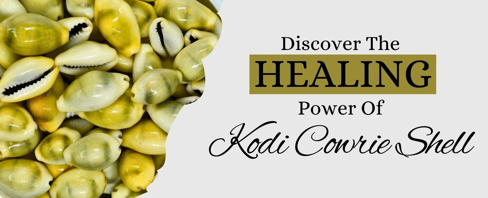 Natural Kodi Shell Sacred Symbol for Protection & Abundance