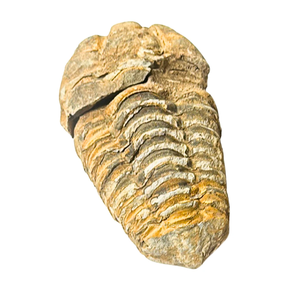 Genuine Trilobite Fossils | Authentic Prehistoric Collectibles