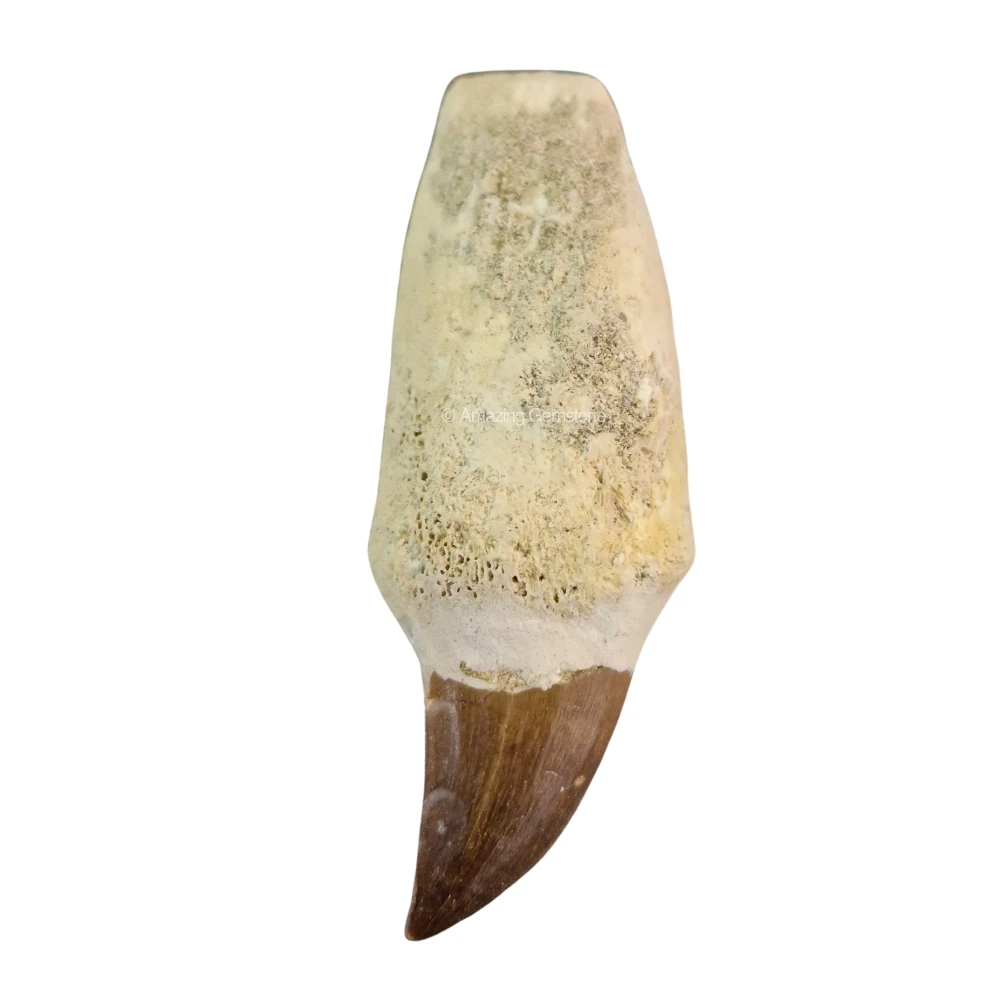 Authentic Mosasaurus Tooth Fossil | Prehistoric Collector’s Treasure