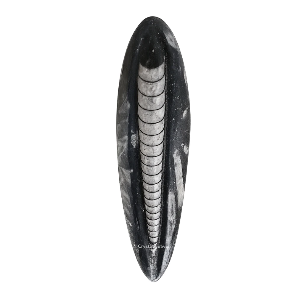 Orthoceras Kuber Stone - Kuber Fossil To Heal Financial Issues